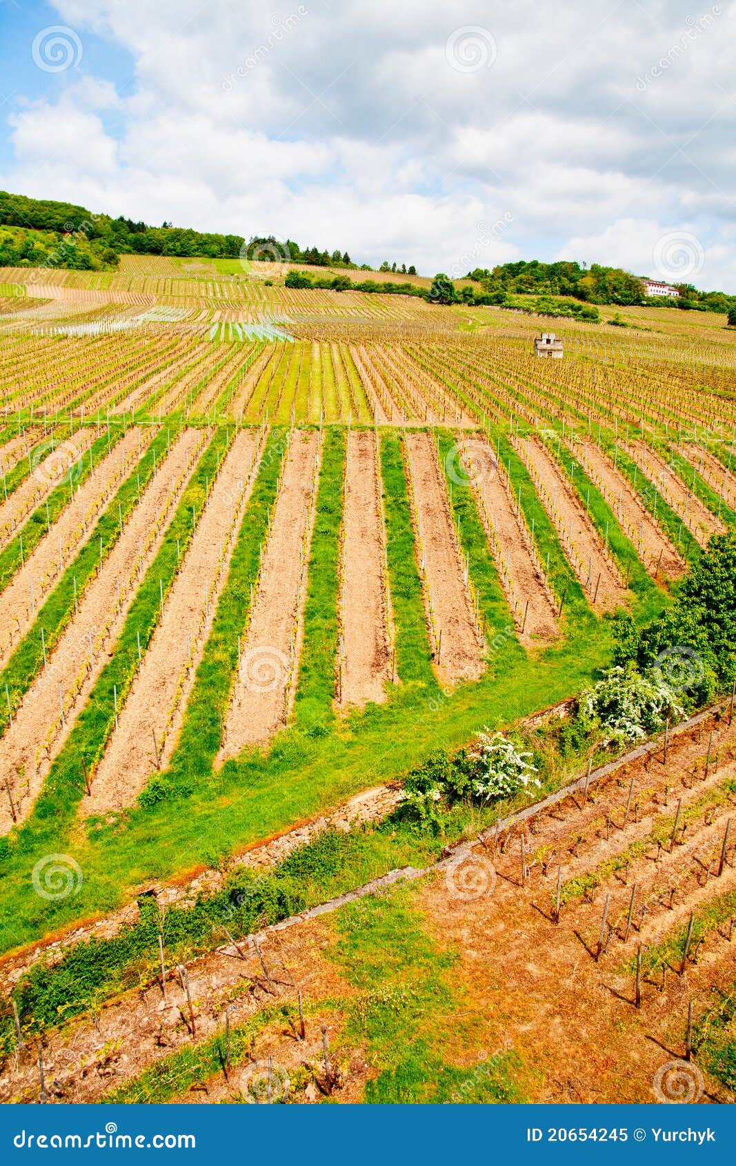 Vineyard field stock image. Image of clouds, green, beautiful - 20654245