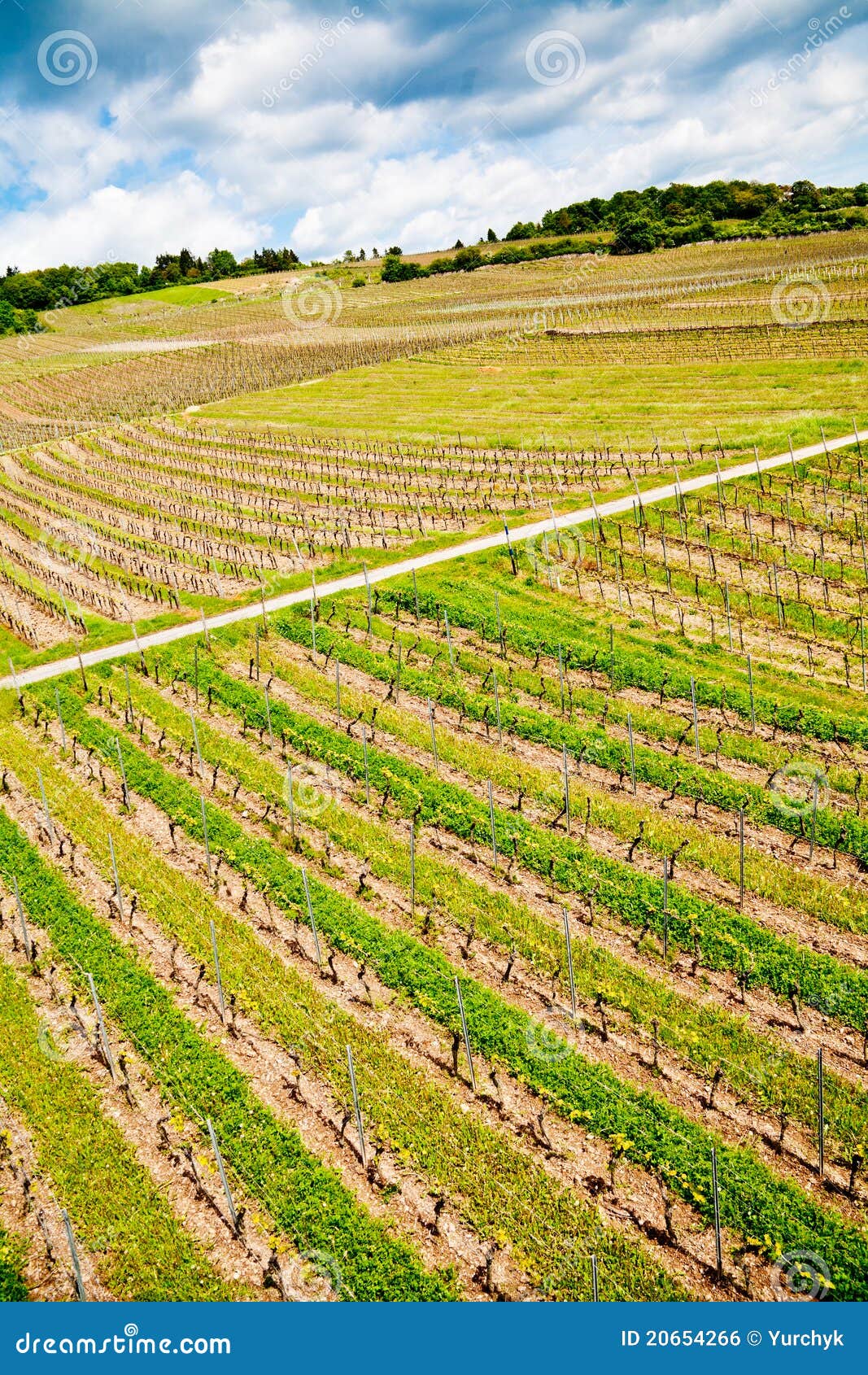 Vineyard field stock photo. Image of rural, europe, peaceful - 20654266