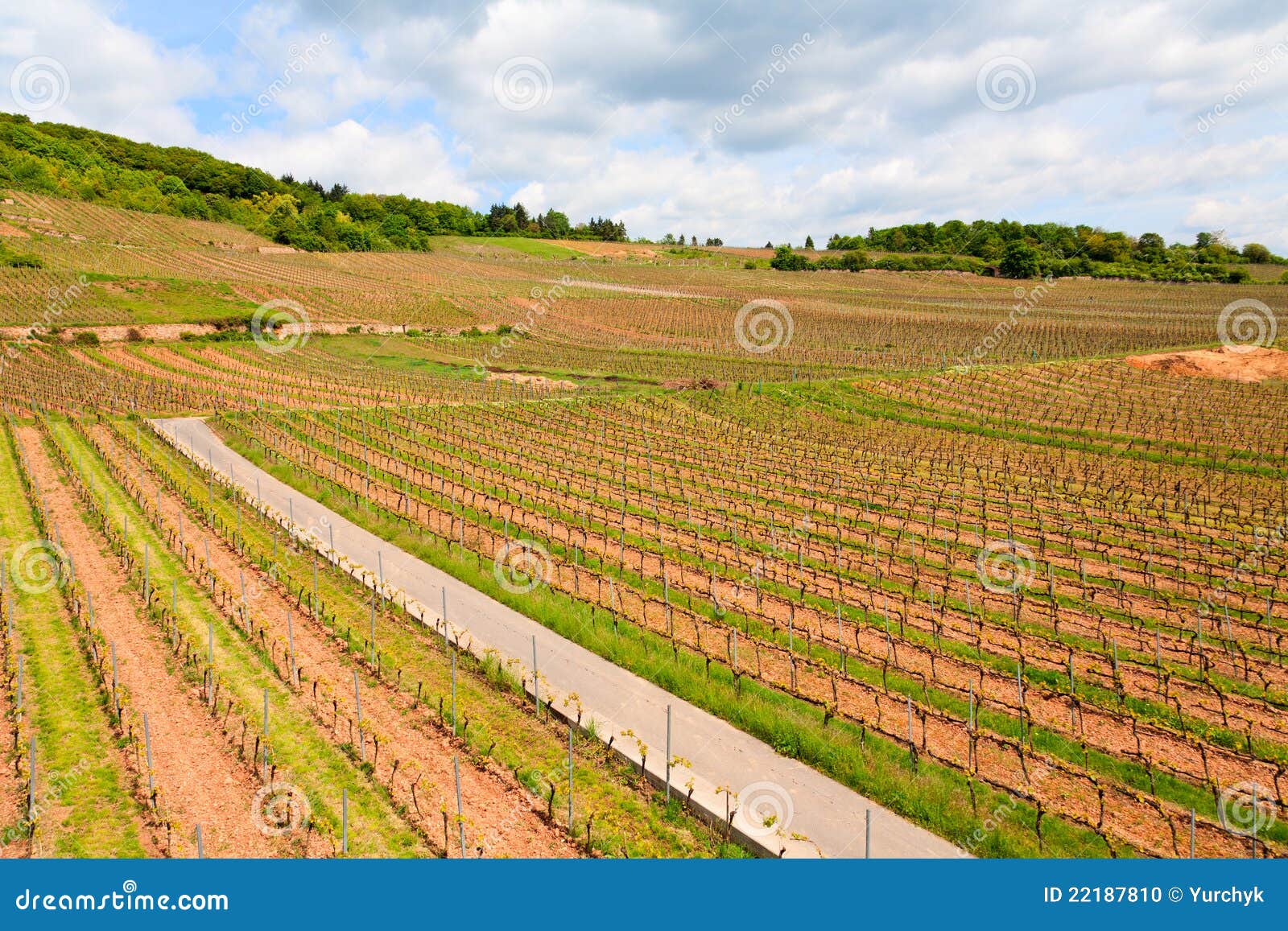 Vineyard field stock photo. Image of scenery, cultivation - 22187810