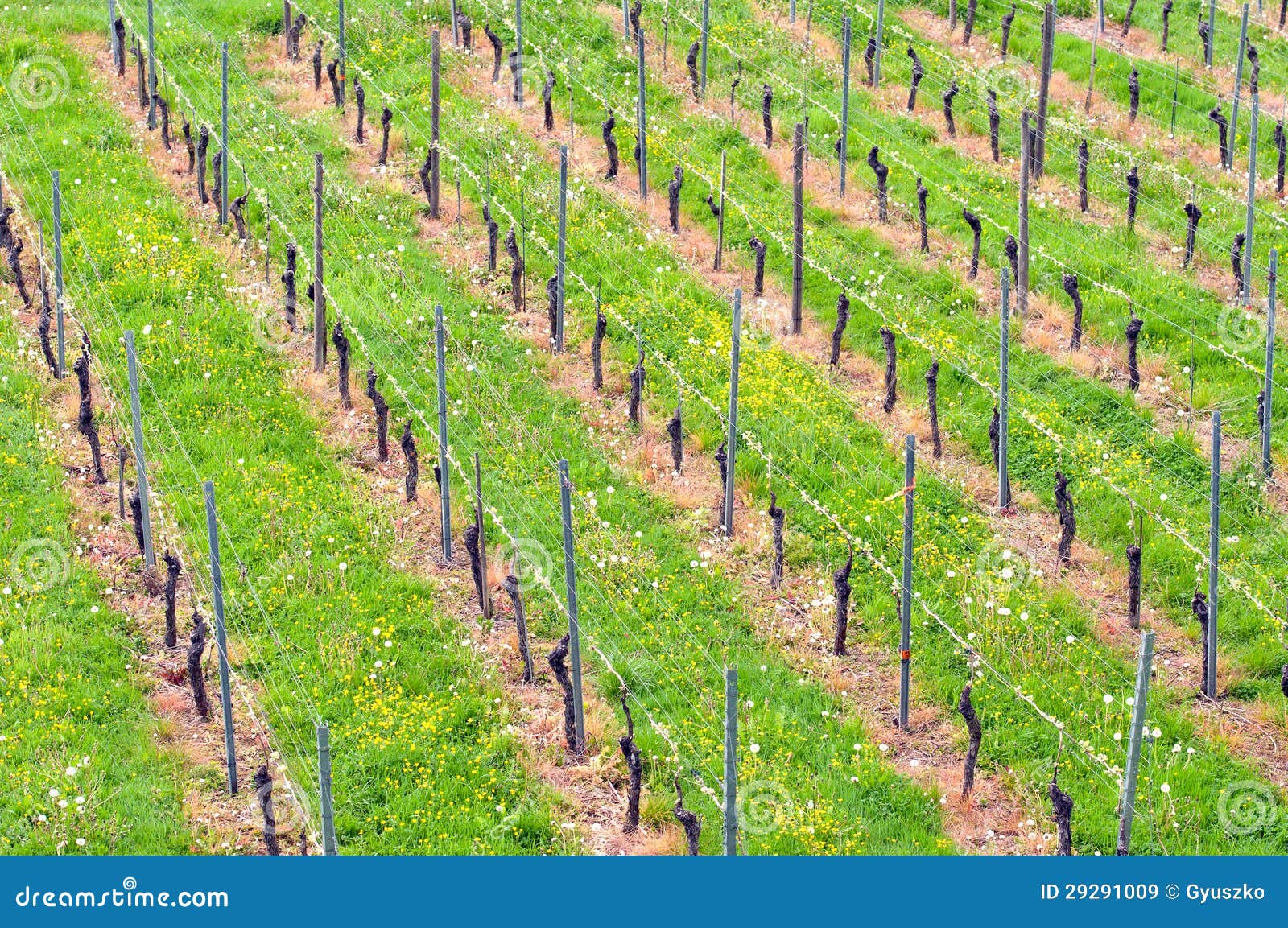 Vineyard Field stock image. Image of field, napa, sonoma - 29291009