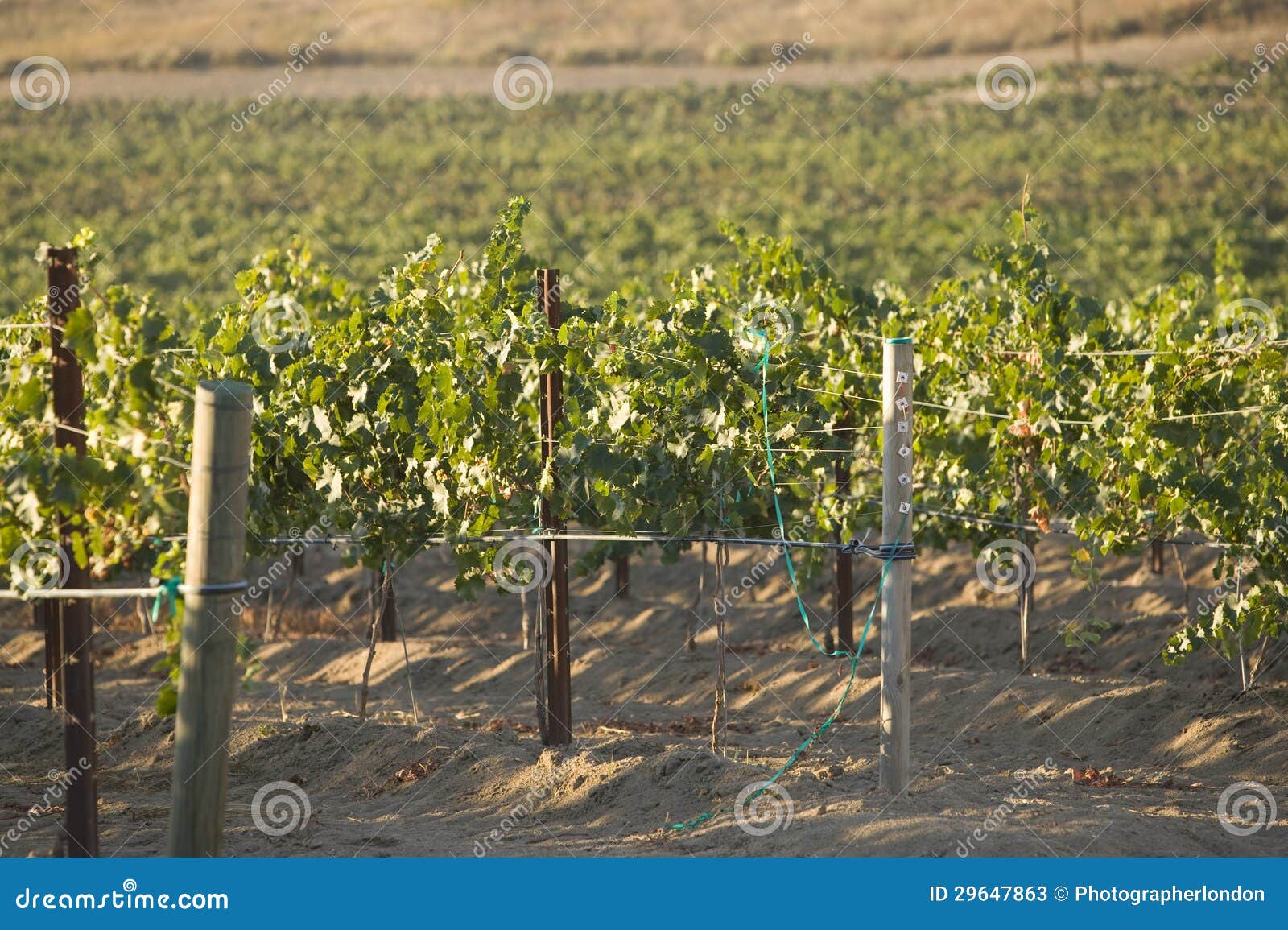 Vineyard Field stock image. Image of vineyard, shadow - 29647863