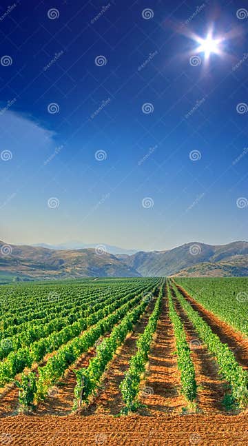 Vineyard field stock photo. Image of crop, organic, macedonia - 4970522