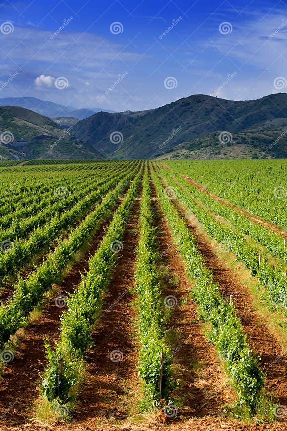 Vineyard field stock image. Image of growing, landscape - 987121