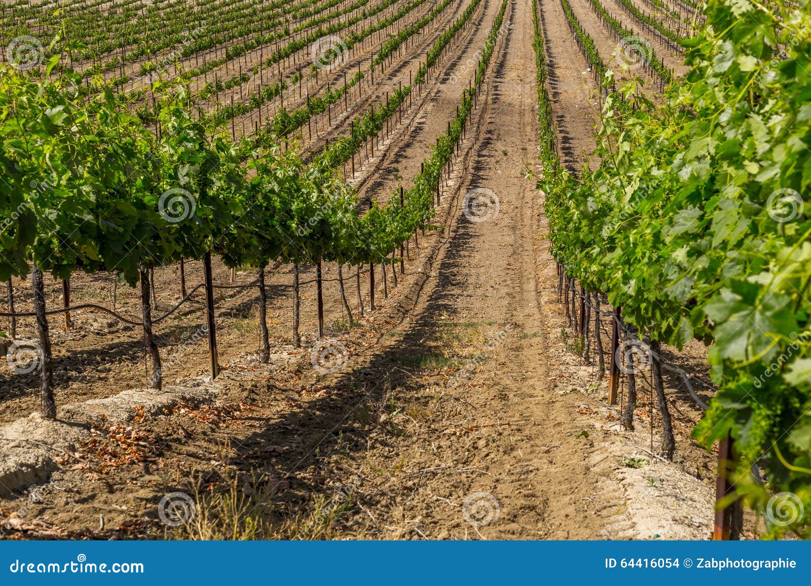 Vineyard Field stock photo. Image of rose, sand, bottle - 64416054