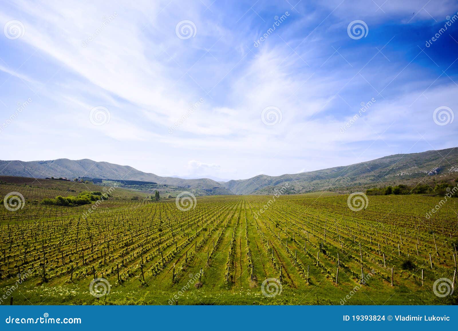 Vineyard Field in Macedonia Stock Photo - Image of breeding, orchard ...