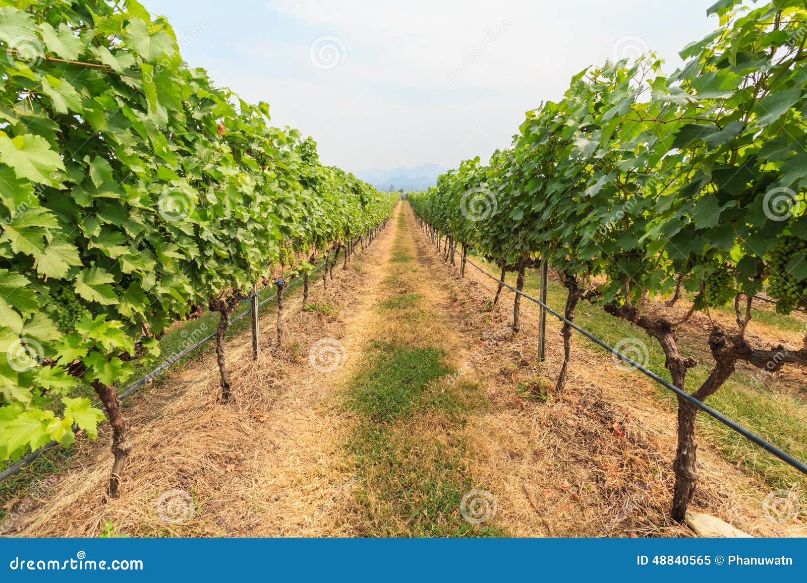 Vineyard field in Thailand stock image. Image of field - 48840565