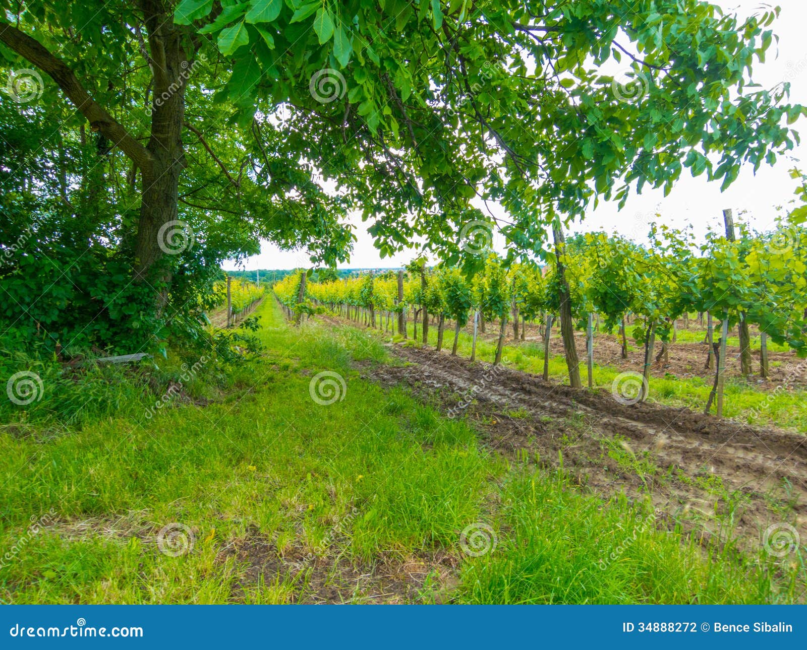 Vineyard Field Under a Tree Stock Photo - Image of pile, pastoral: 34888272