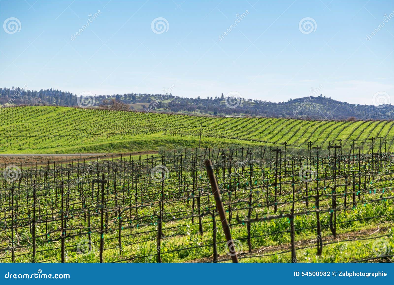 Vineyard Field stock photo. Image of grower, california - 64500982