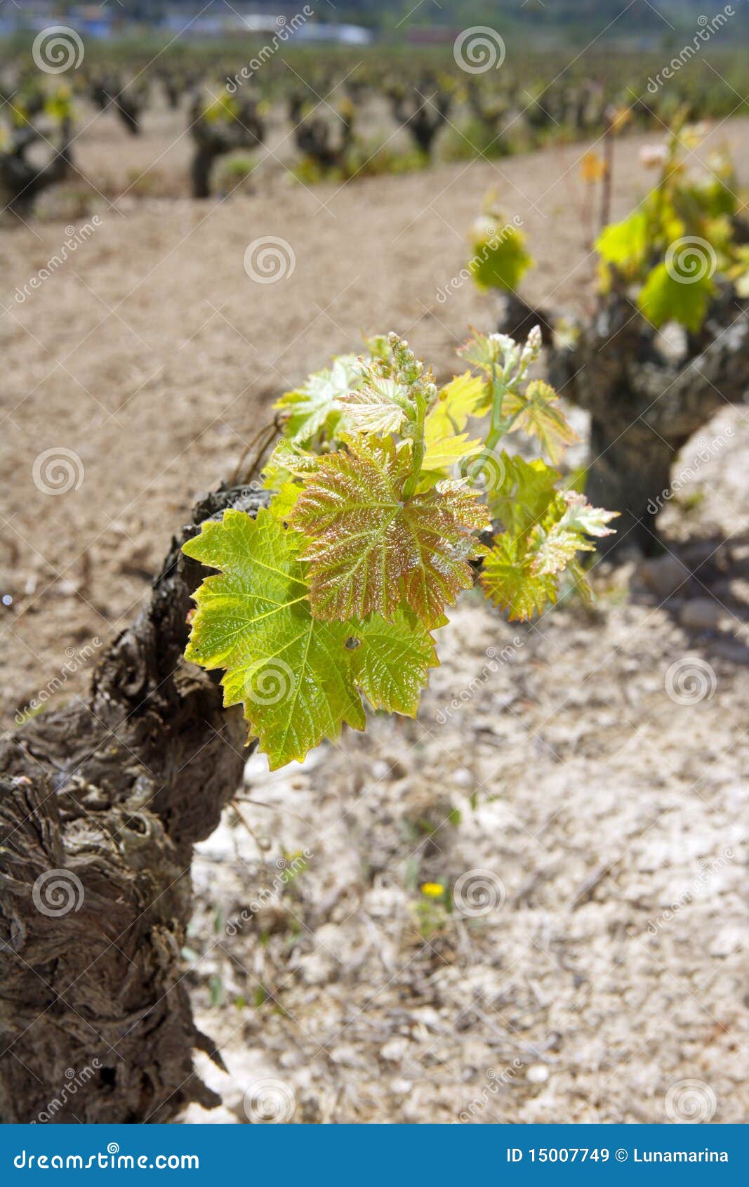 Vineyard First Spring Sprouts Row Field Stock Image - Image of leaf ...