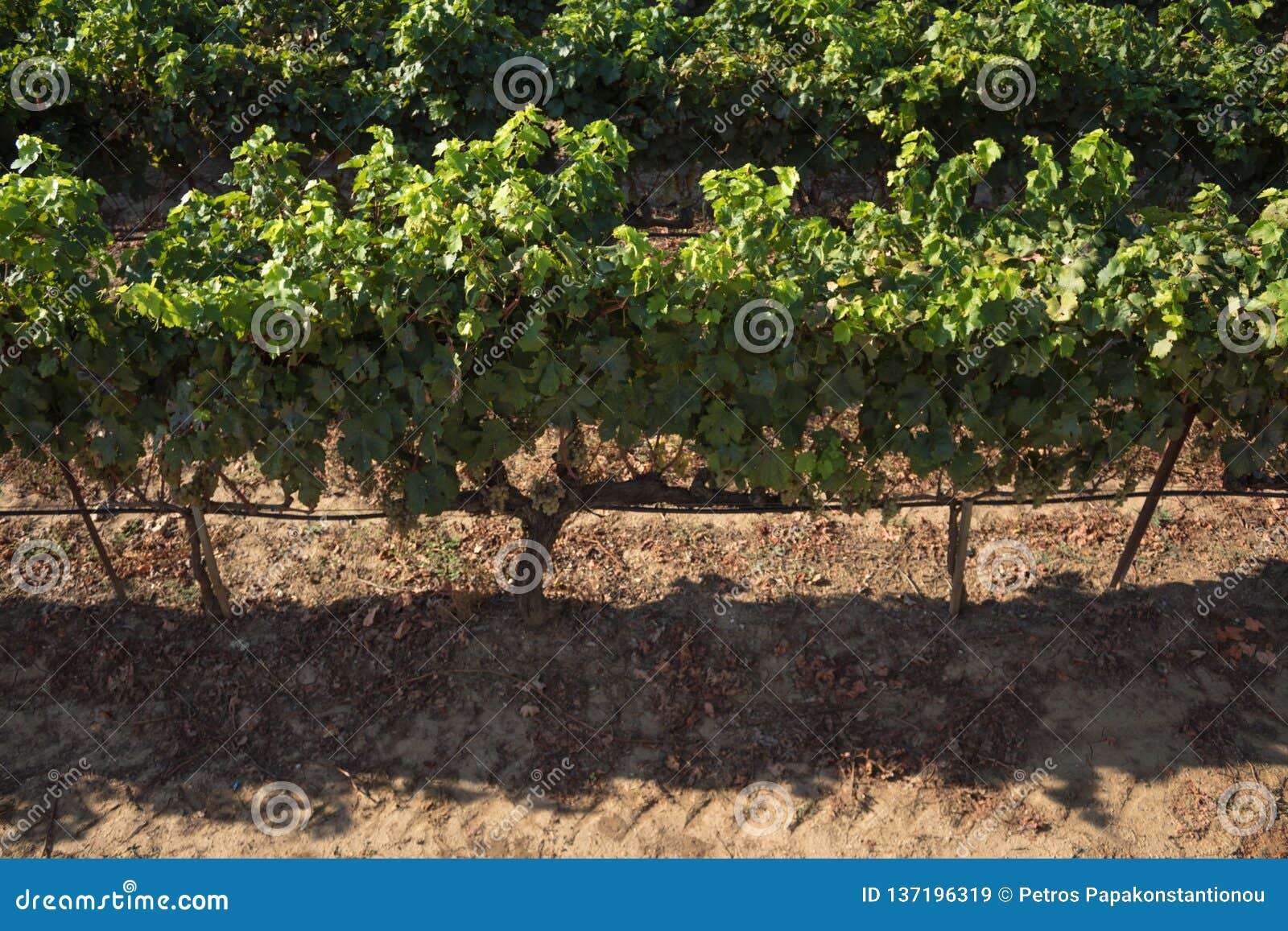Vineyard front row stock image. Image of rural, europe - 137196319
