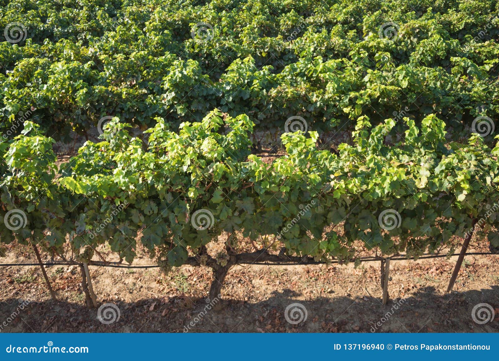 Vineyard Front Row Close Up Stock Photo - Image of landscape, greek ...