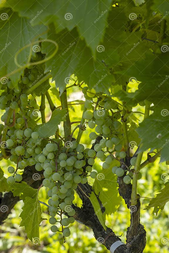 Vineyard with Frontenac Grapes. Quebec, Canada Stock Image - Image of ...