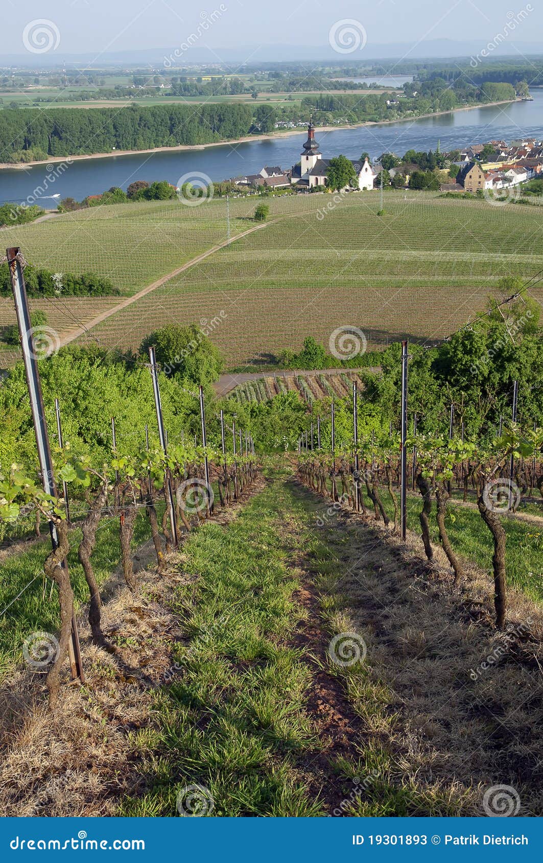 Vineyard at German Rhine Valley Stock Image - Image of valley, vine ...