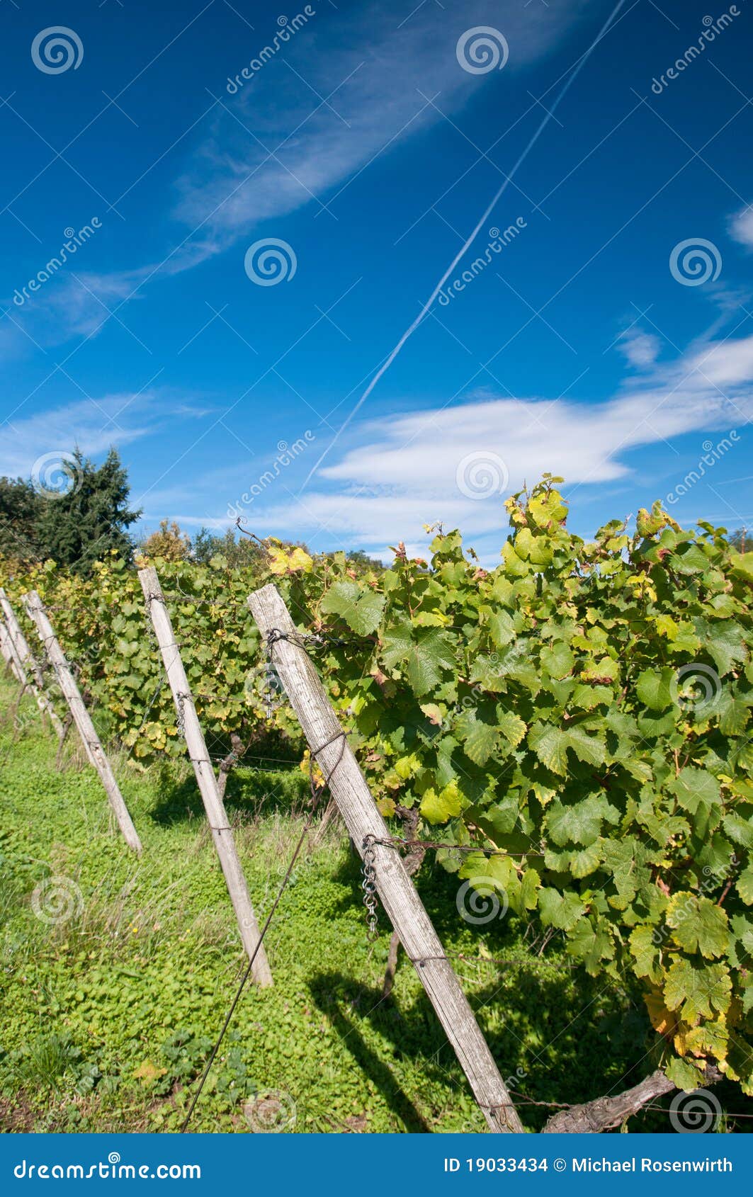 Vineyard in Germany stock photo. Image of idyllic, landscape - 19033434