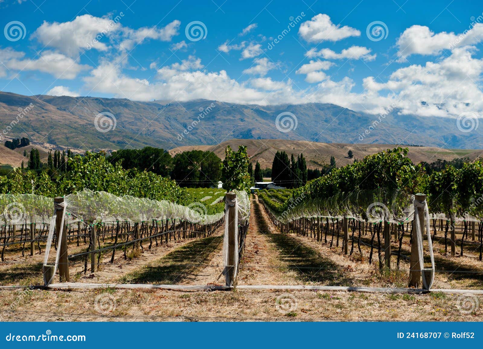Vineyard in Gibbston Valley Stock Image - Image of vineyard, hemisphere ...