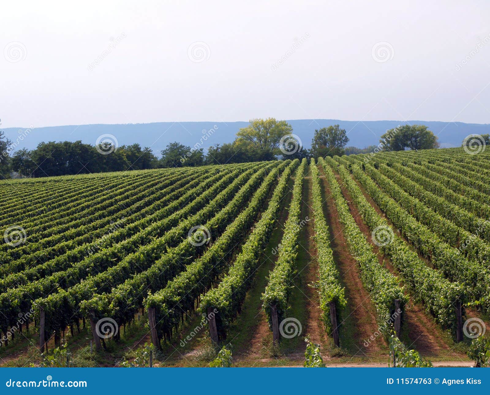 Vineyard in God s garden stock image. Image of beauty - 11574763