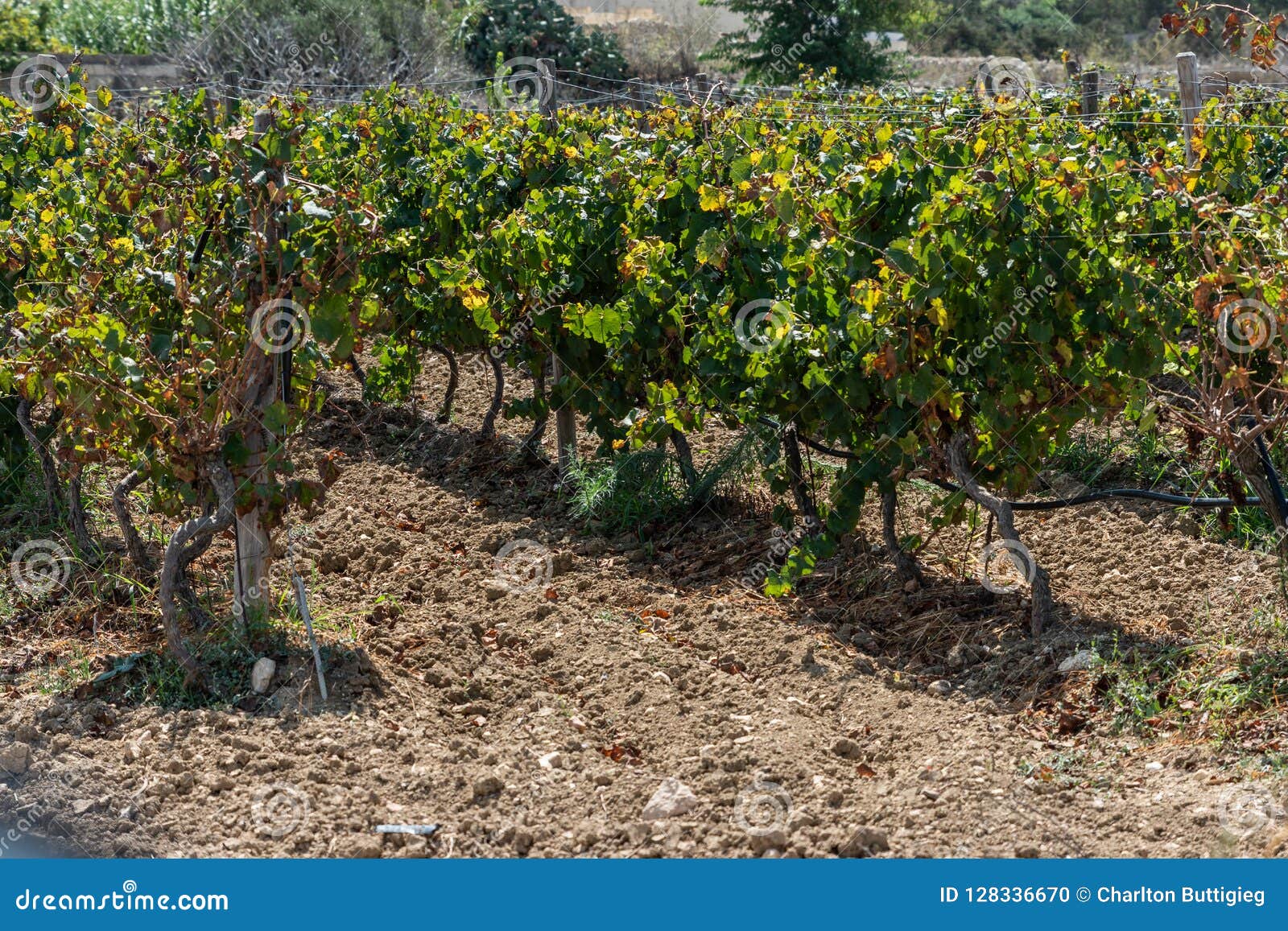 Vineyard in Gozo. Horizontal. Space for Text Stock Photo - Image of ...