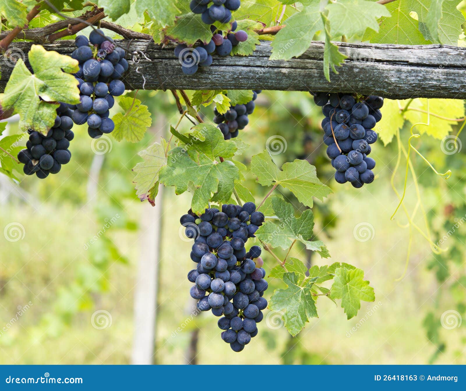 Vineyard Grape Cluster. Barbera Stock Image - Image of leaf, farming ...