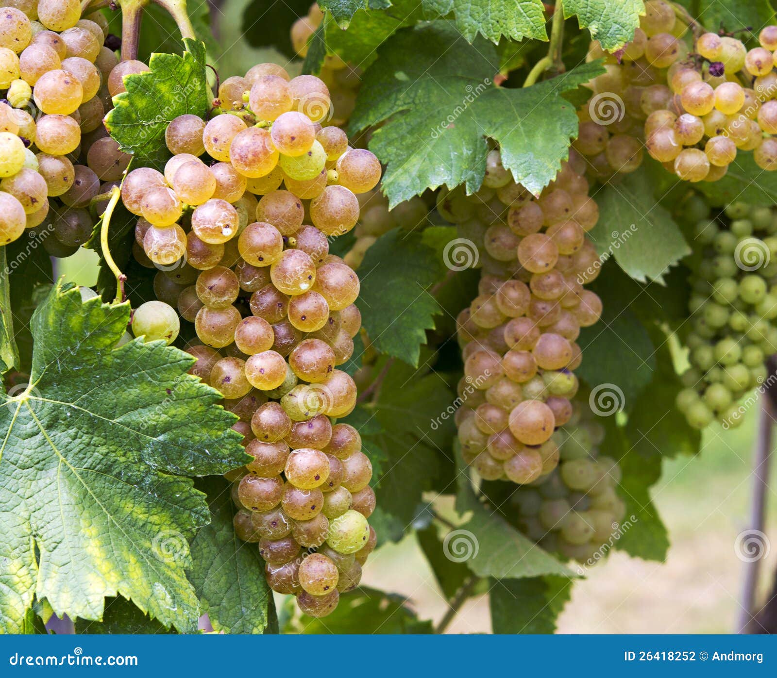 Vineyard Grape Cluster. Erbaluce Stock Photo - Image of piedmont, light ...