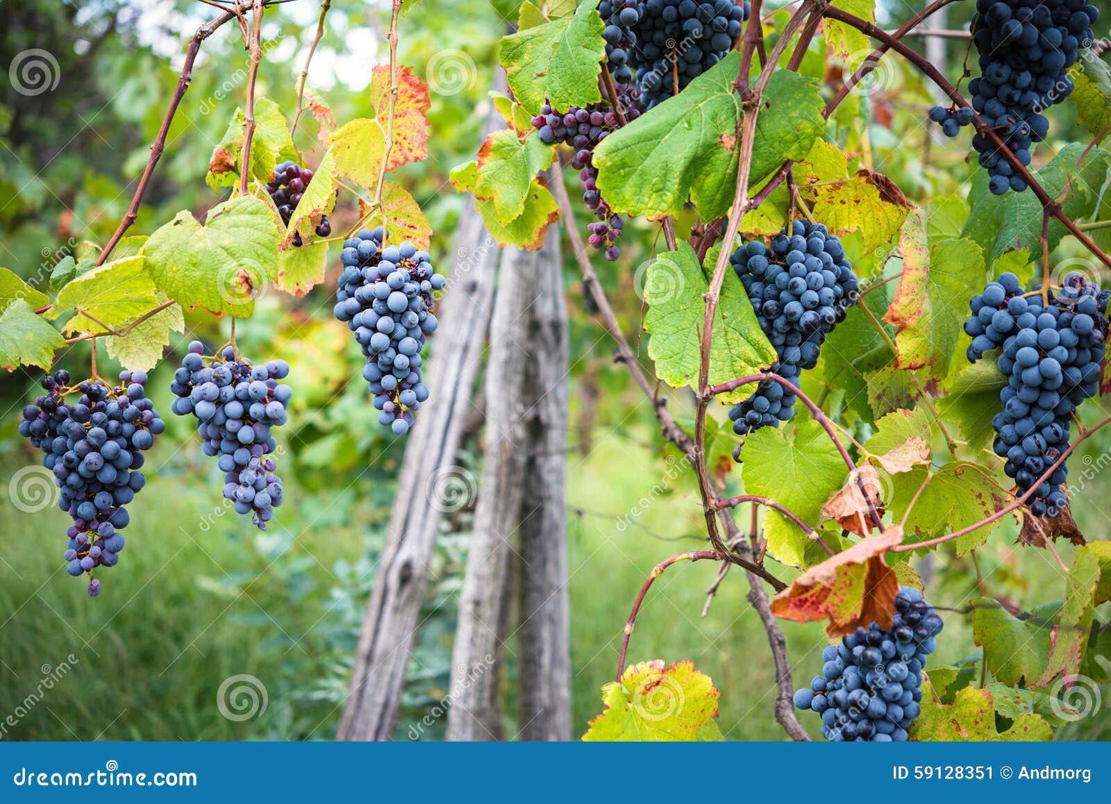Vineyard grape cluster stock image. Image of fruit, grow - 59128351