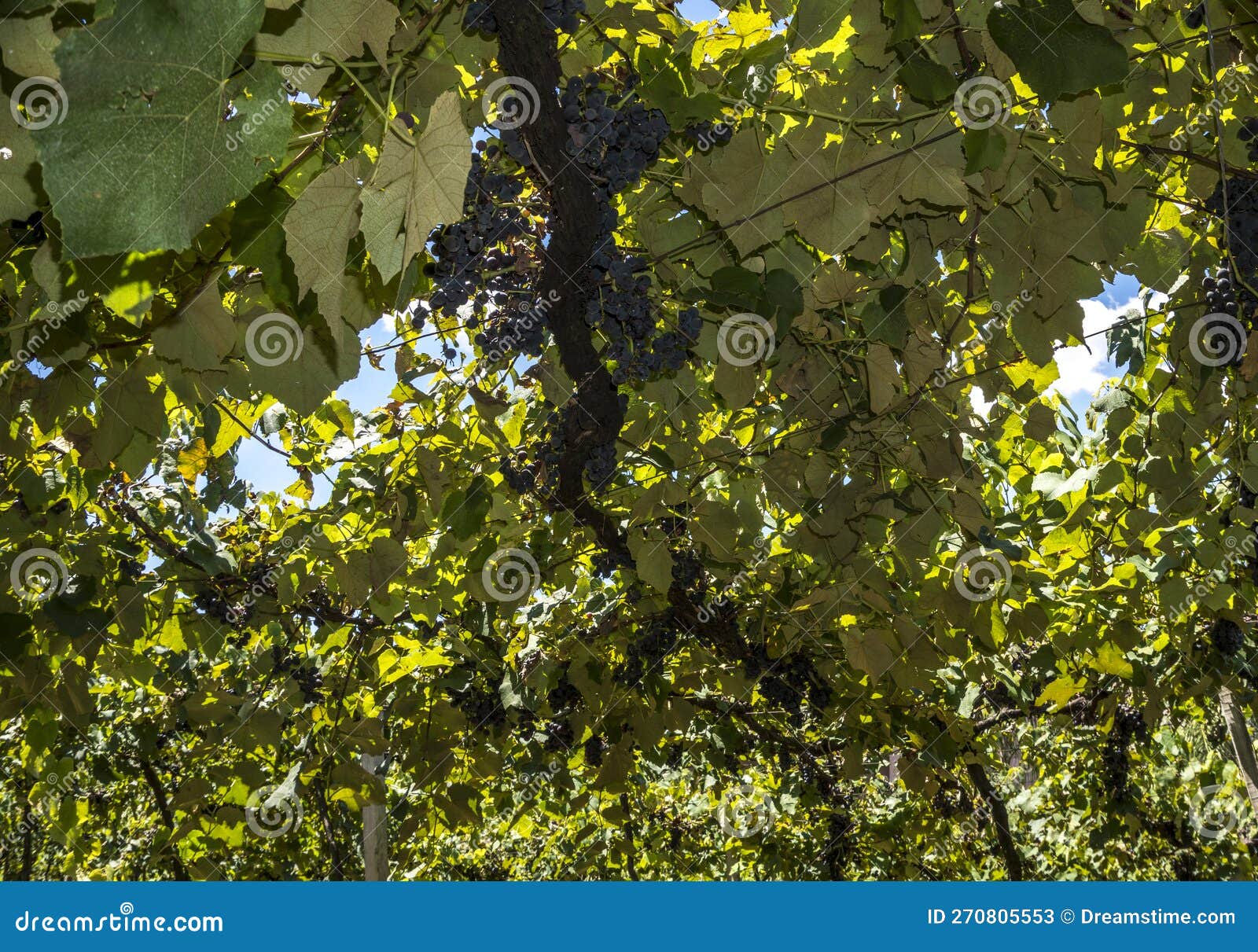 Vineyard with Grape Clusters Seen from the Inside, Camera on the Ground ...