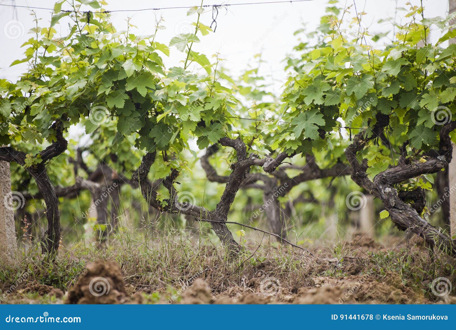 Vineyard. Grape trees farm stock photo. Image of tree - 91441678
