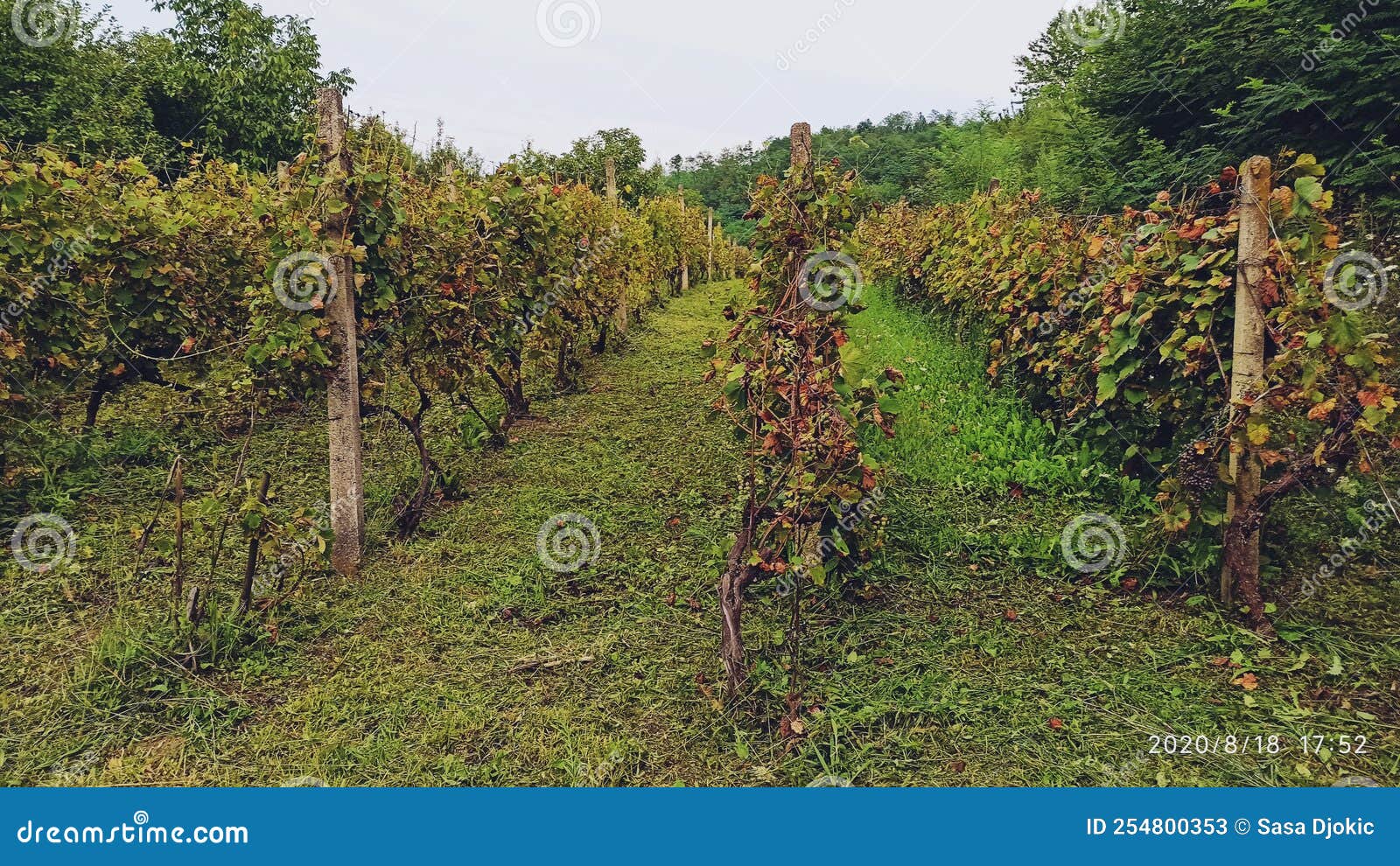 Vineyard Grape Vine Tree Nature Stock Image - Image of tree, nature ...