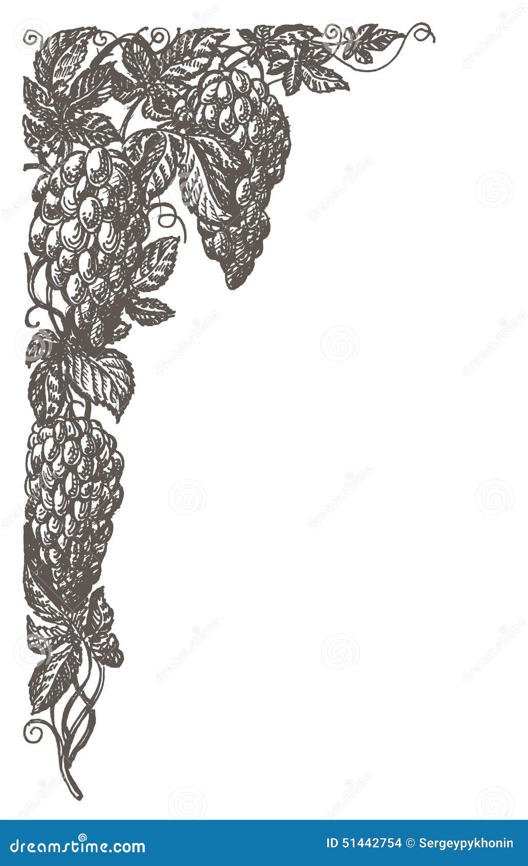 Vineyard, Grapes, Frame on White Background Stock Illustration ...