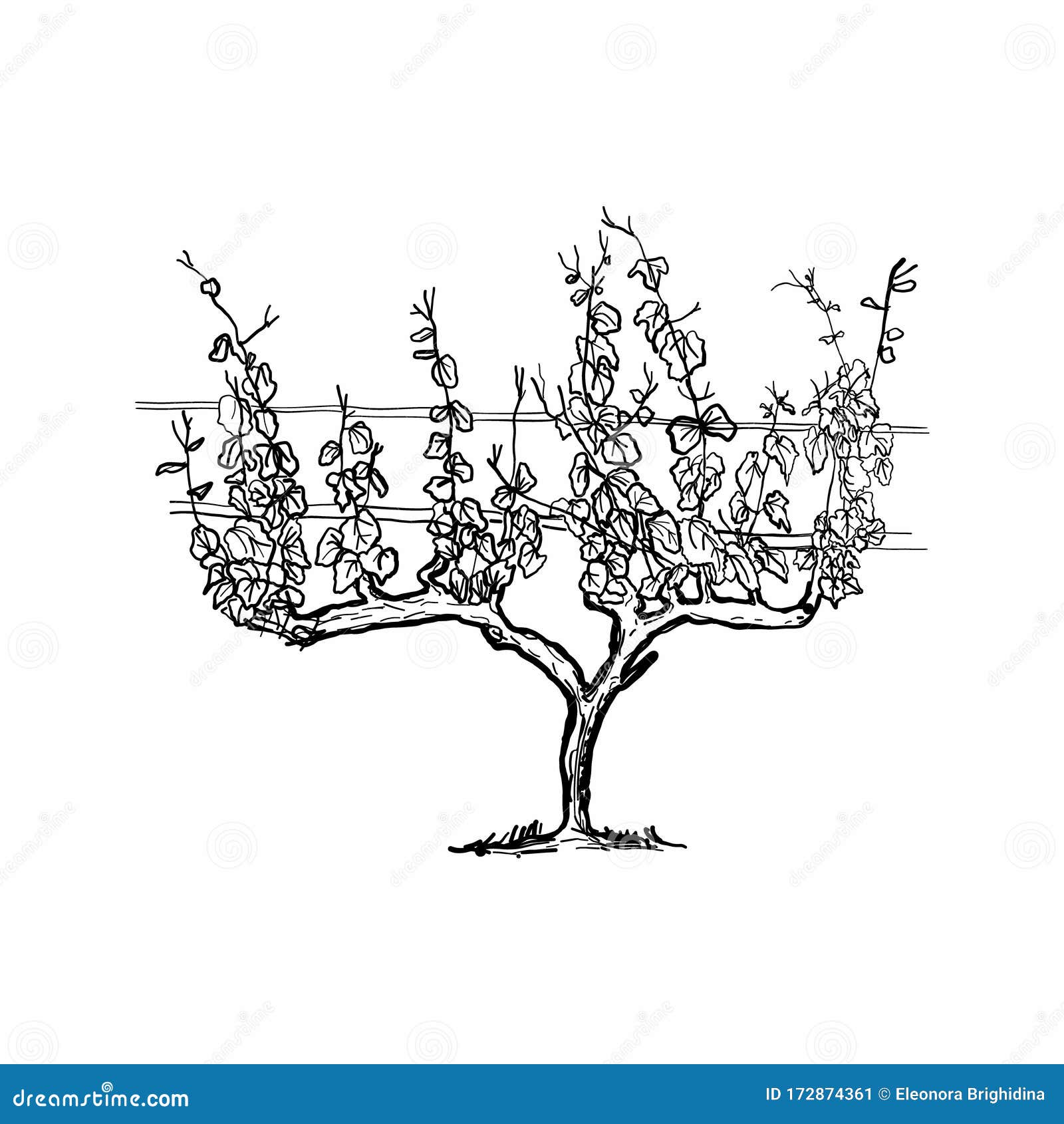 Vineyard in a Graphic Style. Vector Illustration. Stock Vector ...