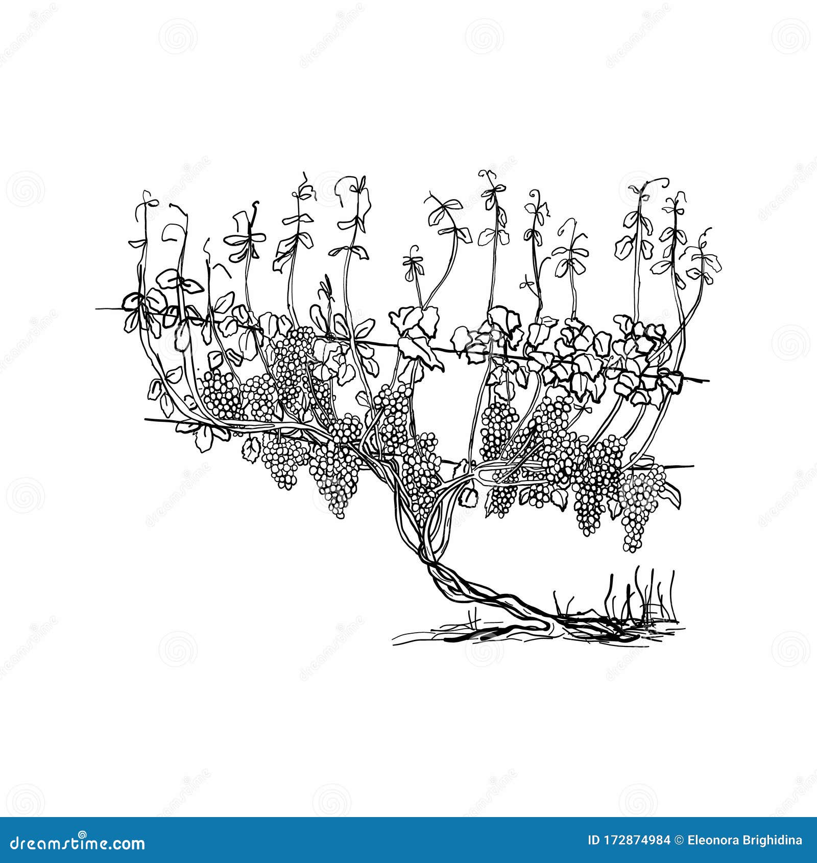 Vineyard in a Graphic Style. Vector Illustration. Stock Vector ...