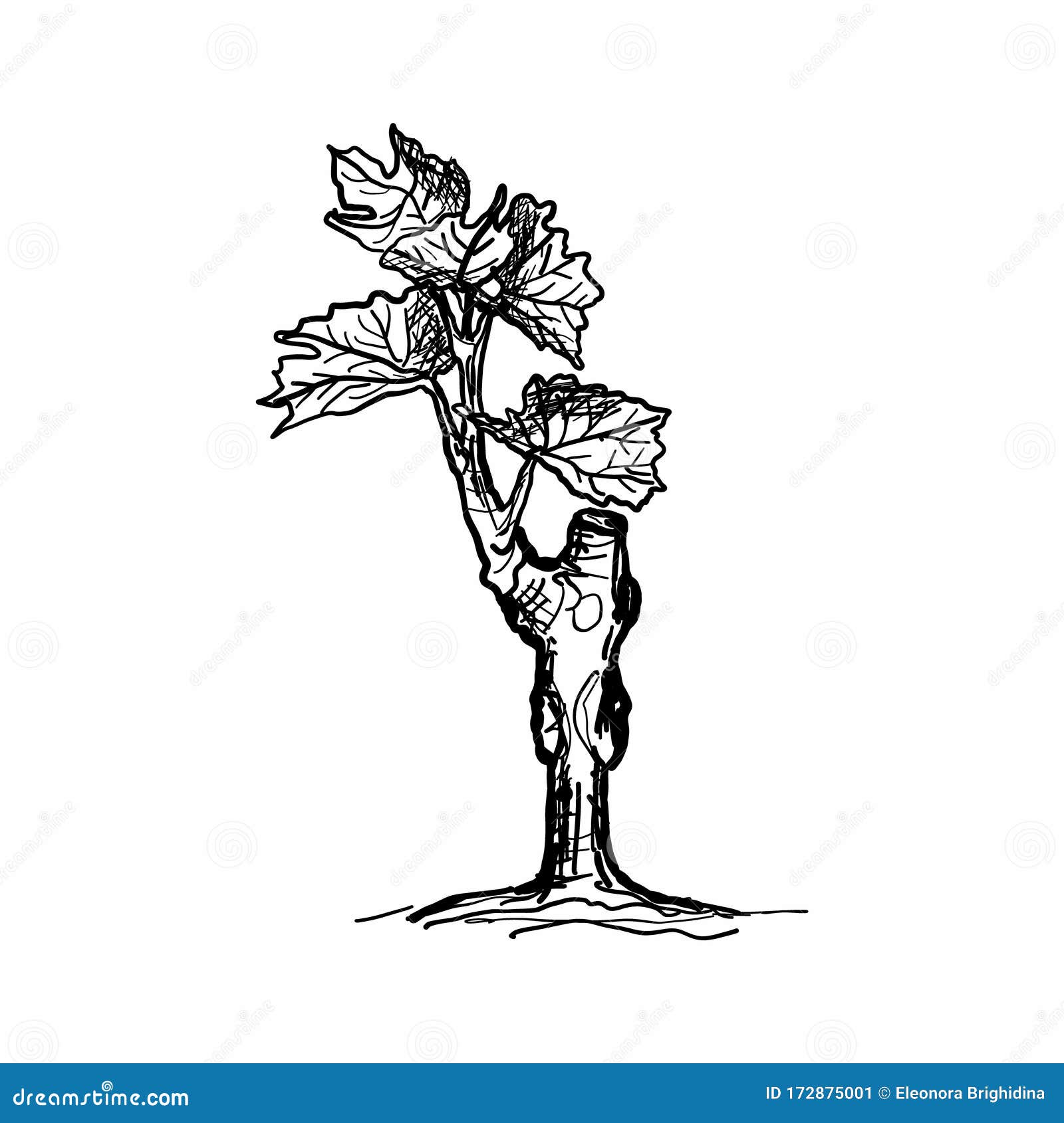 Vineyard in a Graphic Style. Vector Illustration. Stock Vector ...