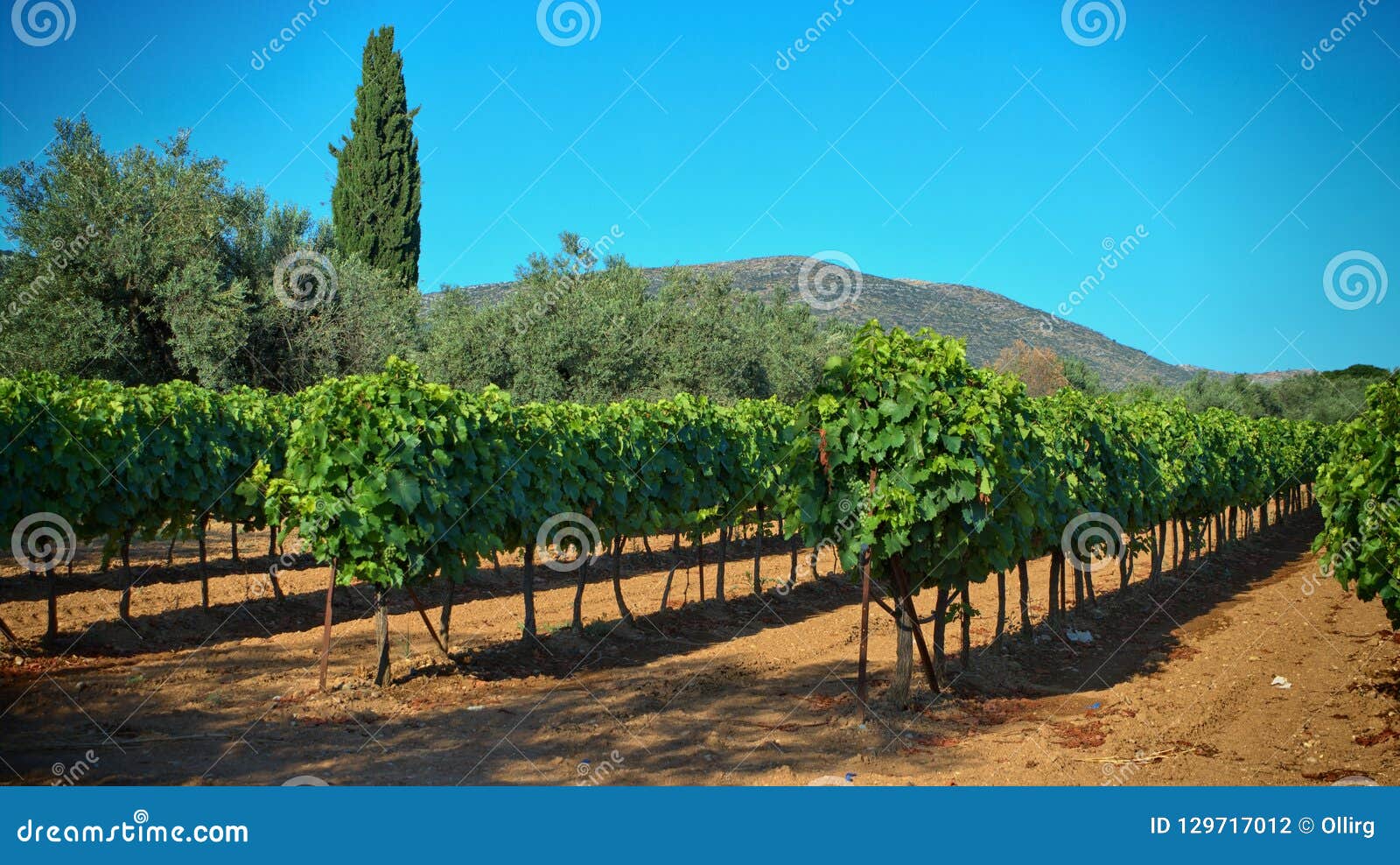 Vineyard in Greece stock photo. Image of grapevine, nemea - 129717012