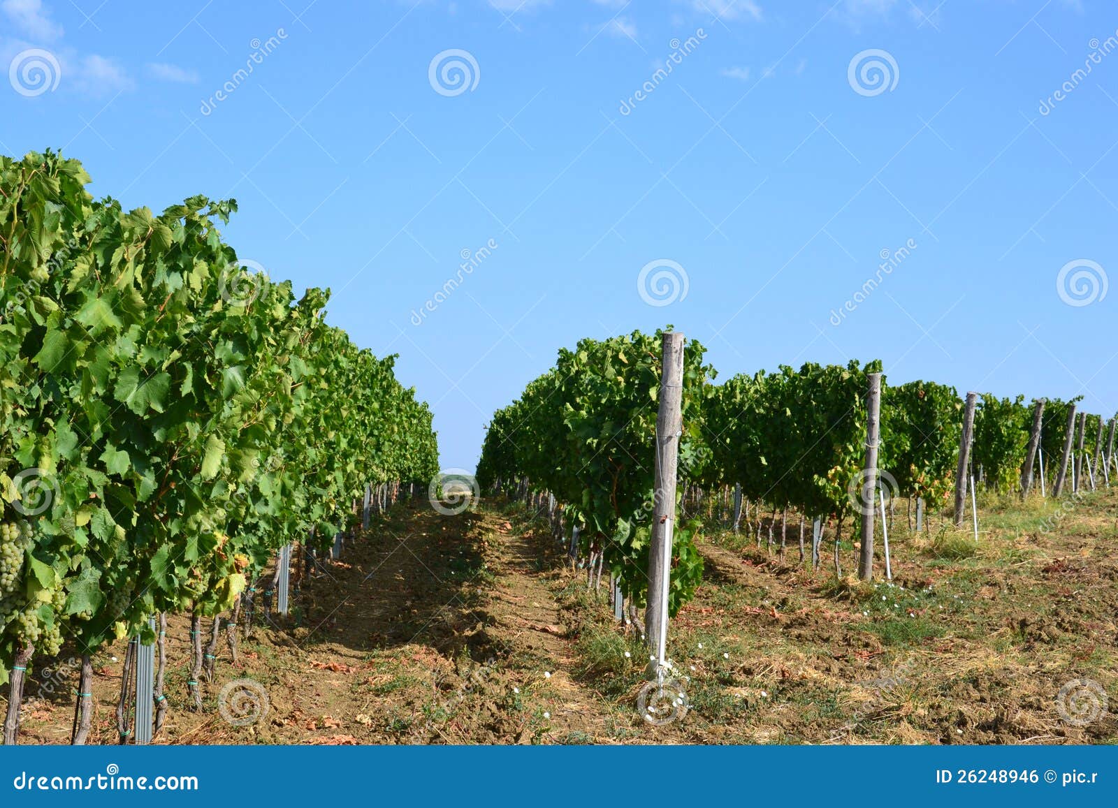 Vineyard grounds stock photo. Image of horizontal, field - 26248946
