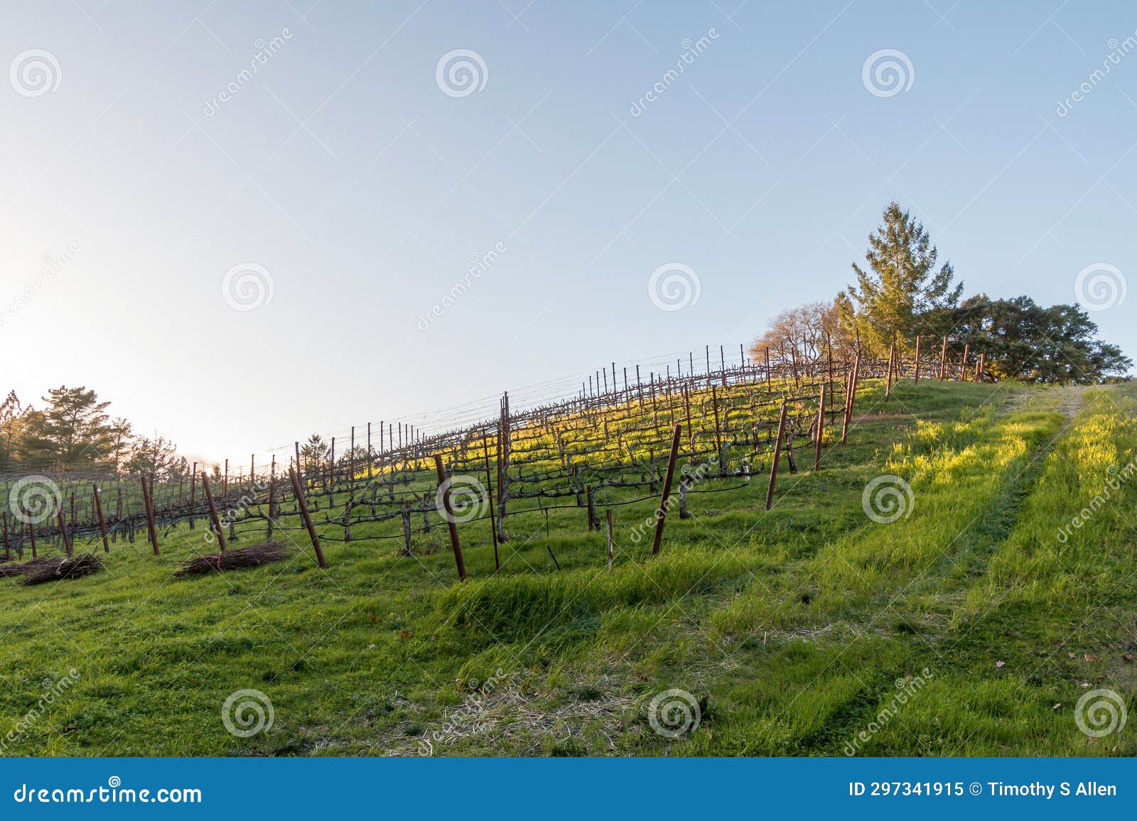 A Vineyard is Growing Up the Hillside with a Pine Tree at the Top Stock ...