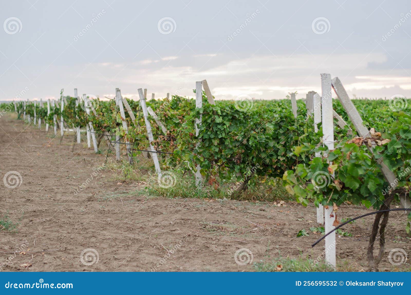 Grapes planted in rows stock photo. Image of travelling - 256595532