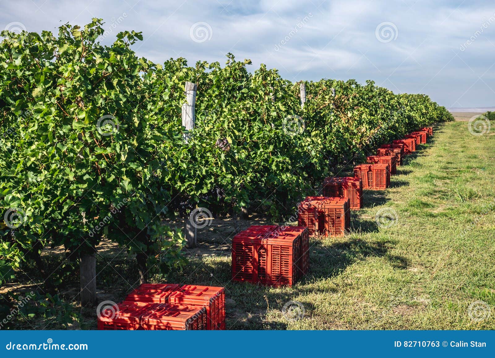 Vineyard Harvesting Season Preparations with Red Grapes Boxes Stock ...