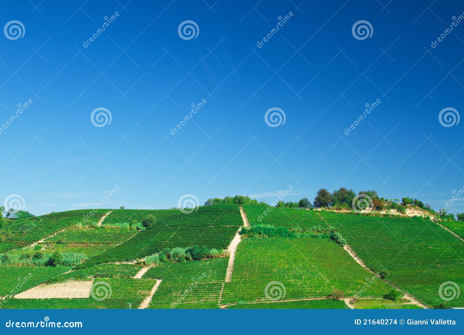 Vineyard on a hill stock photo. Image of france, hills - 21640274