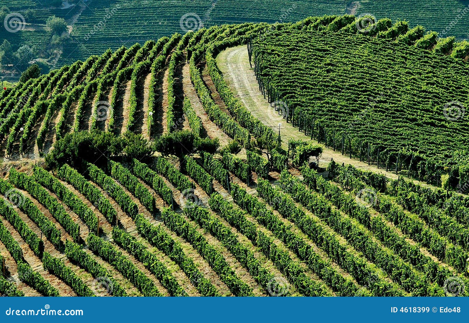 Vineyard in the hill stock image. Image of horizon, grape - 4618399
