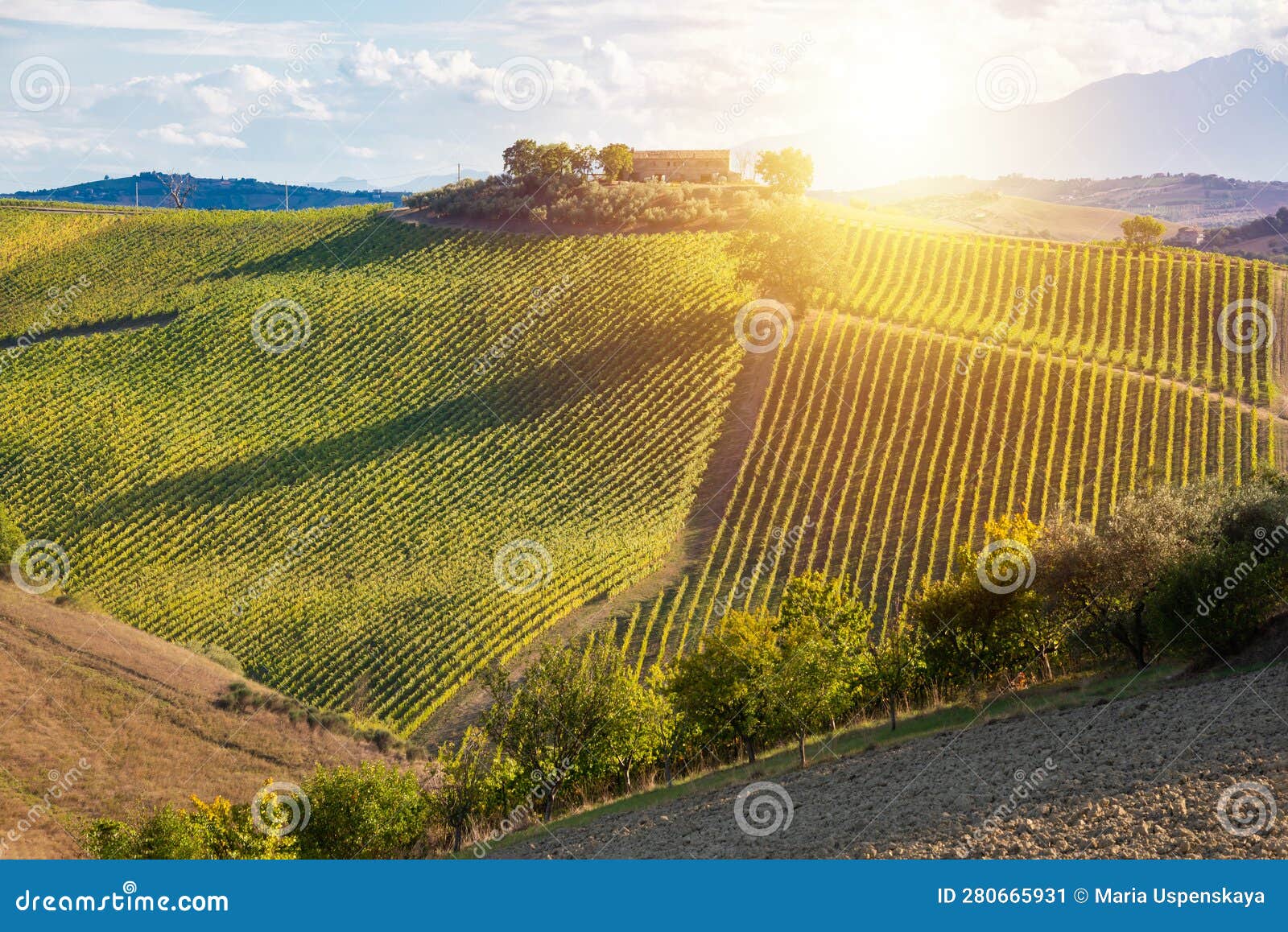 Vineyard on a Hill, Agriculture and Farming Stock Image - Image of ...