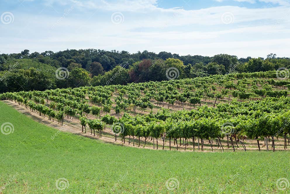 Vineyard on a hill stock photo. Image of viticulture - 33120646