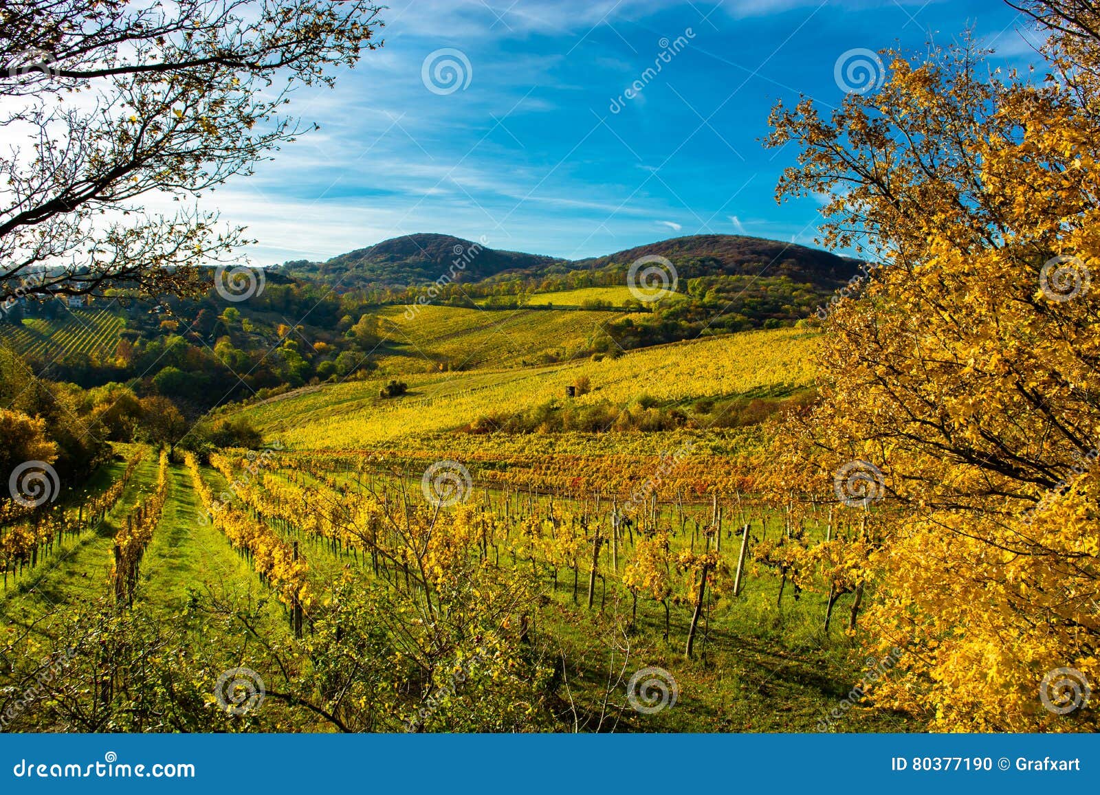 Vineyard on a Hill in Autumn Stock Photo - Image of grapevine, field ...
