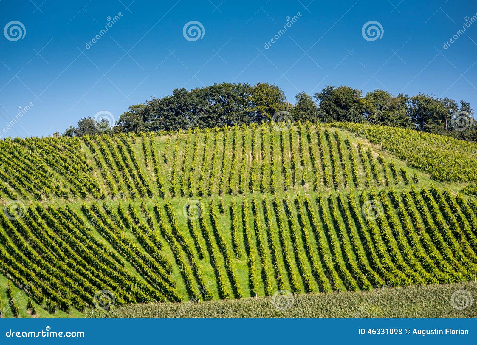 Vineyard on a hill stock photo. Image of nature, food - 46331098