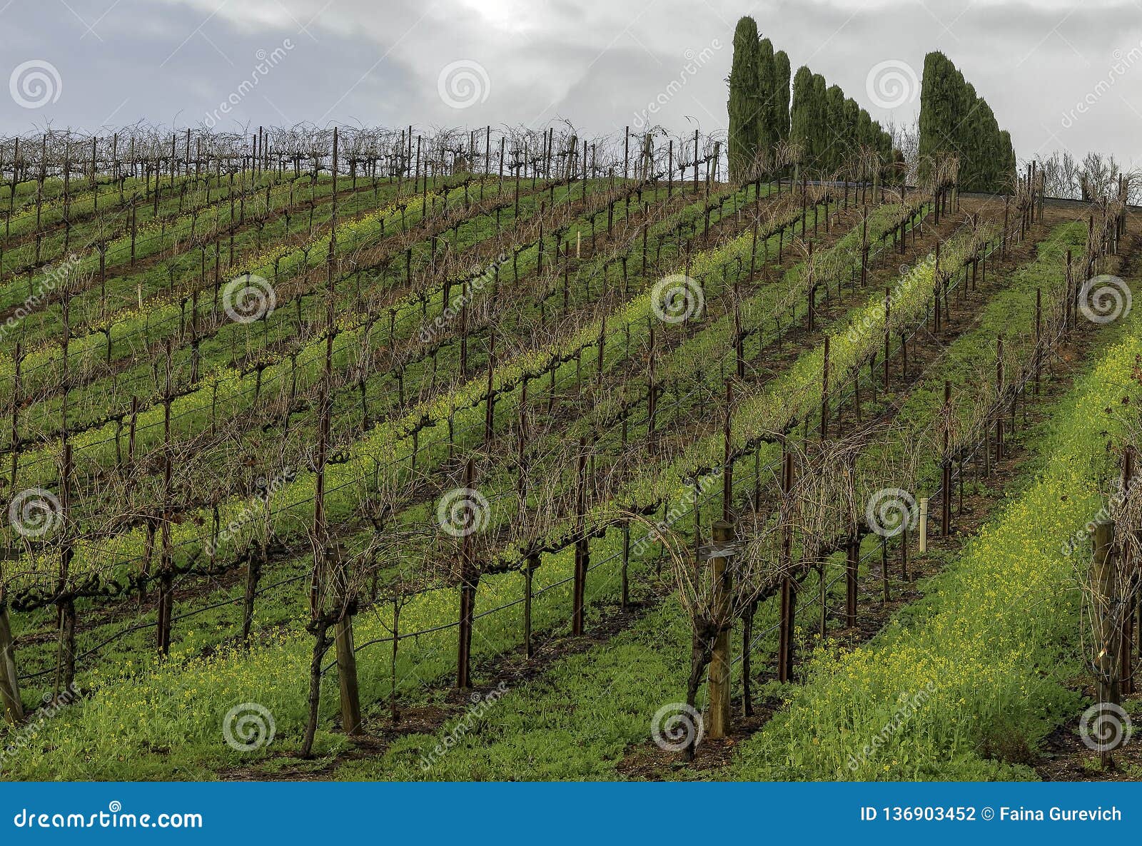 Vineyard Hill with Rows of Grape Vines and Trees on the Top Stock Photo ...