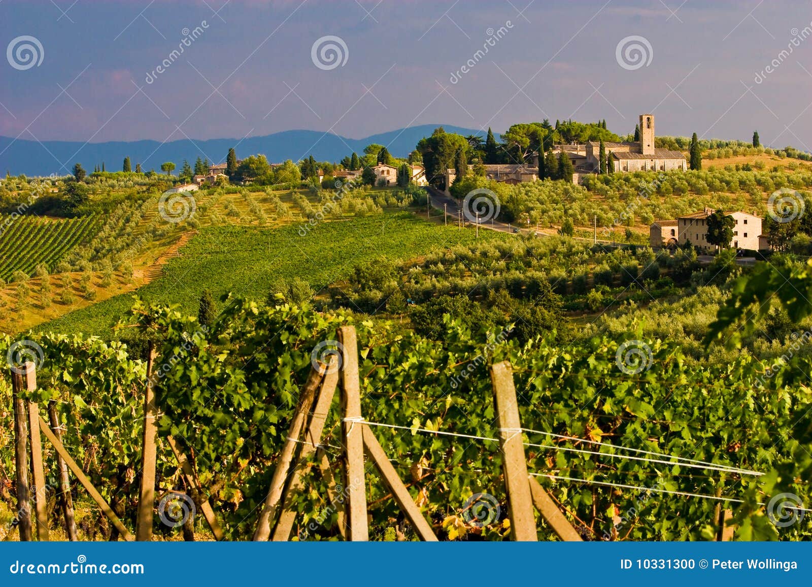Vineyard in the Hills of Toscane Stock Photo - Image of calm, juice ...