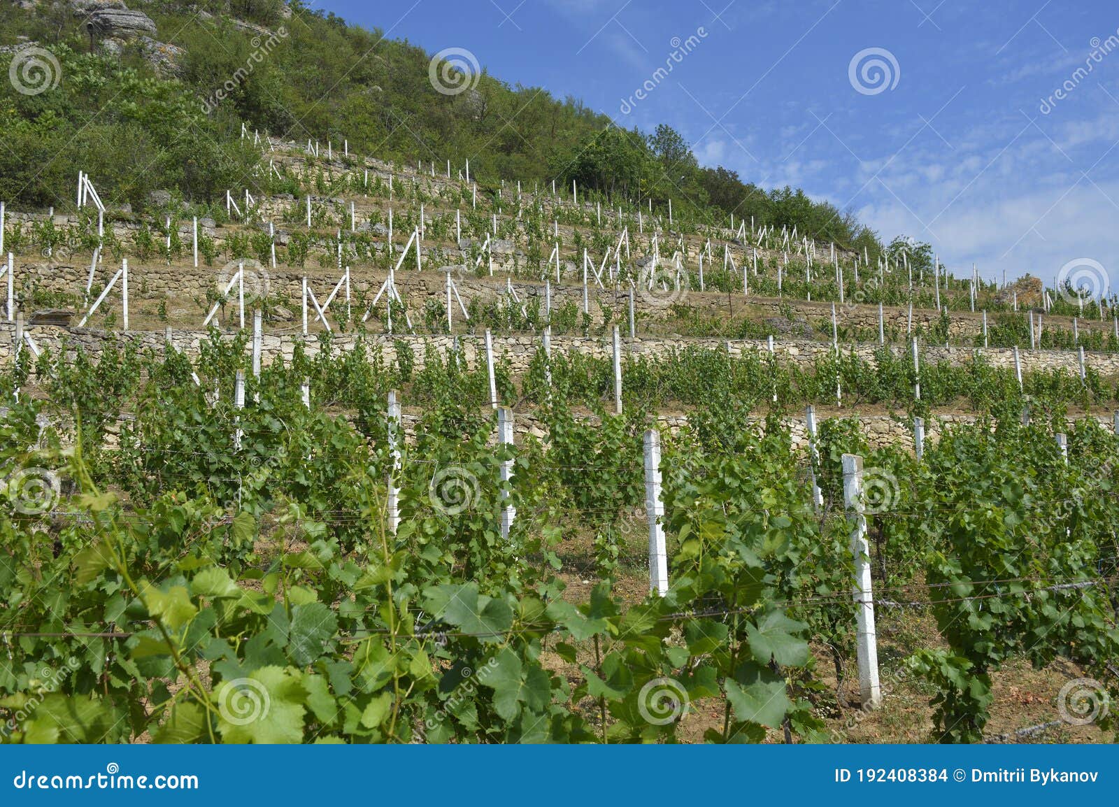 Rows of Grapes on the Hillside Stock Photo - Image of rows, view: 192408384