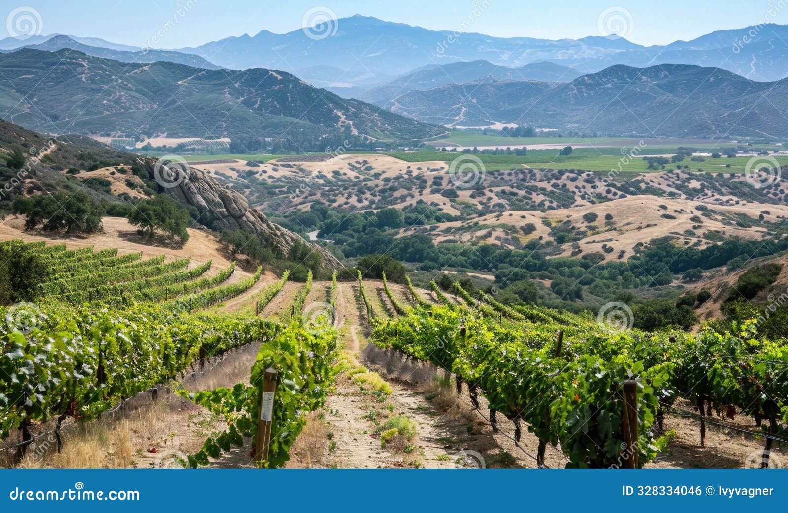Vineyard on a Hillside with a View of the Valley Stock Photo - Image of ...