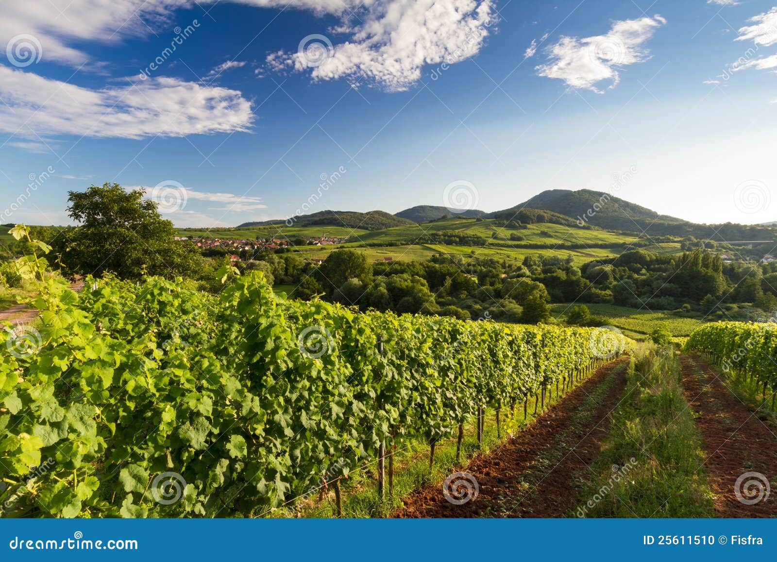 Vineyard and Hilly Landscape in Pfalz, Germany Stock Photo - Image of ...