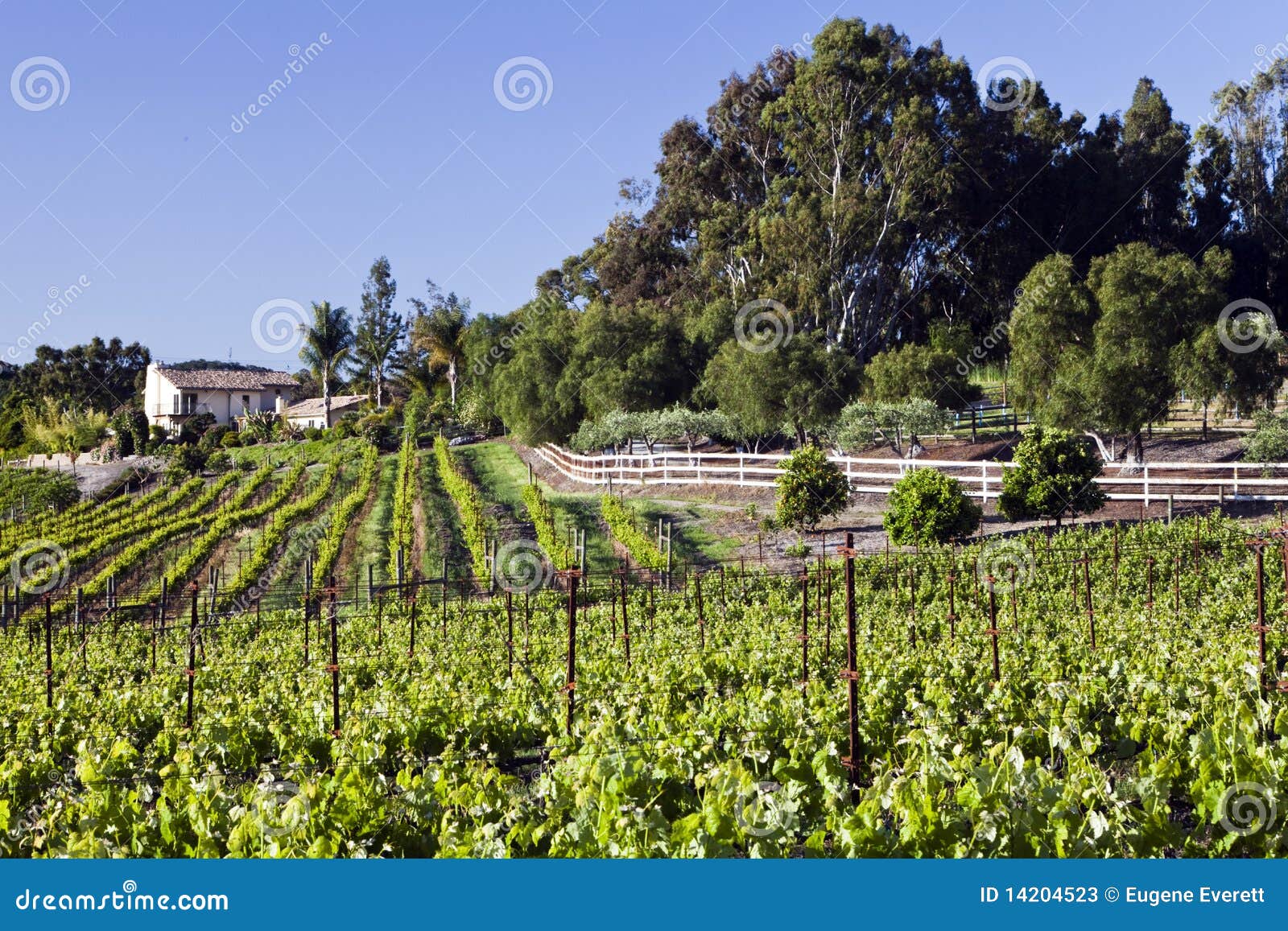 Vineyard Home stock image. Image of rural, california - 14204523