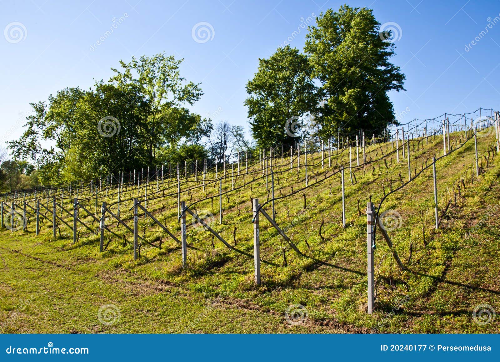 Vineyard irrigation system stock image. Image of grow - 20240177