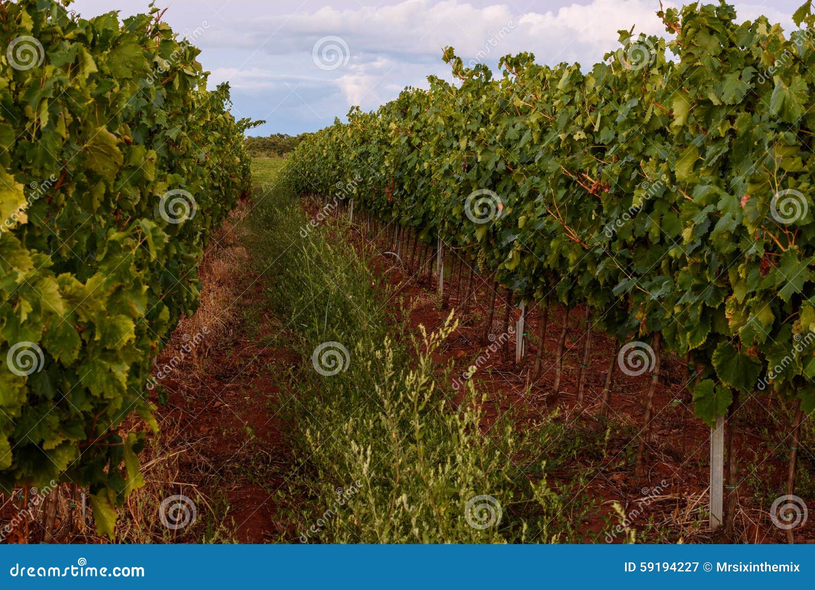 Vineyard of Isabella Grapes in Istria, Croatia Stock Image - Image of ...